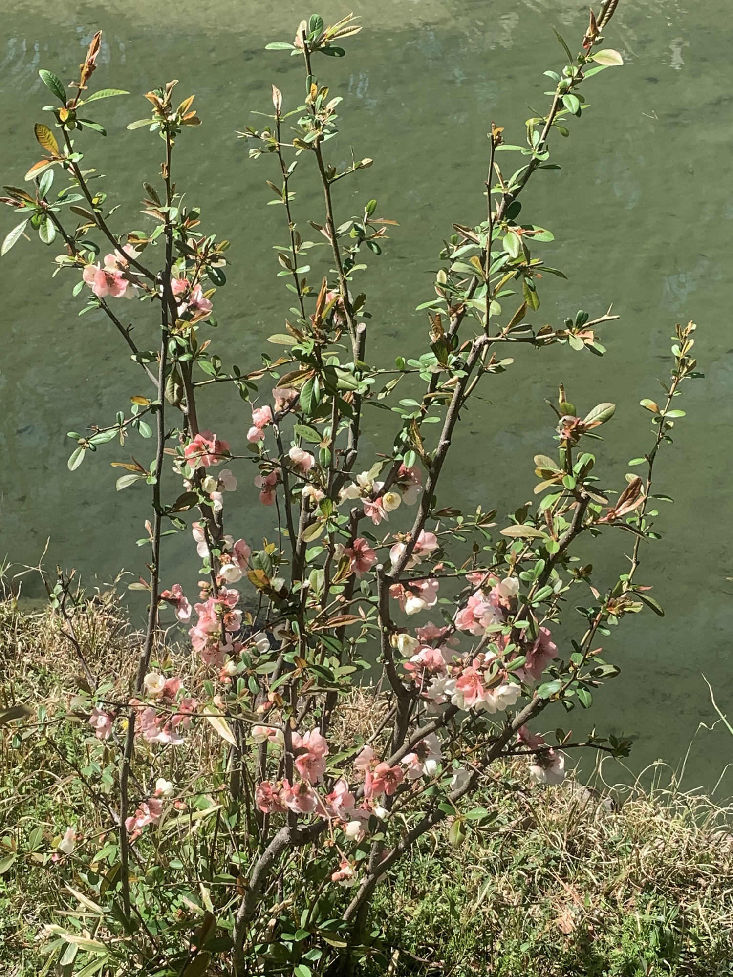 Sakura Timeline – Camino Venture